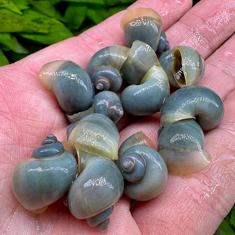 Caramujo Ampulária Azul à Venda - Beleza e Limpeza para Seu Aquário de ...