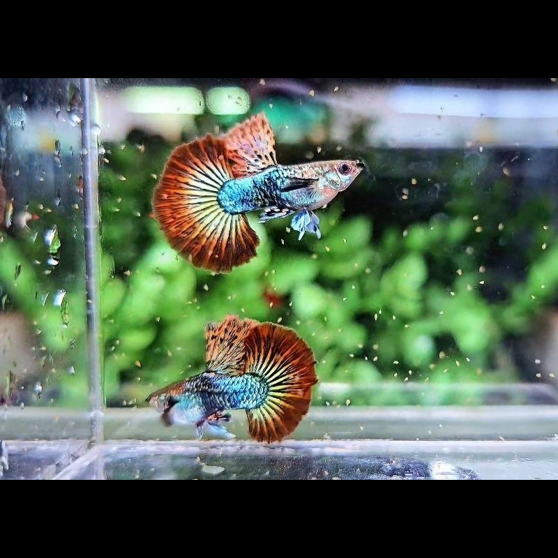 Peixe Guppy Full Red Albino - Elegância e Exclusividade para o Seu Aquário