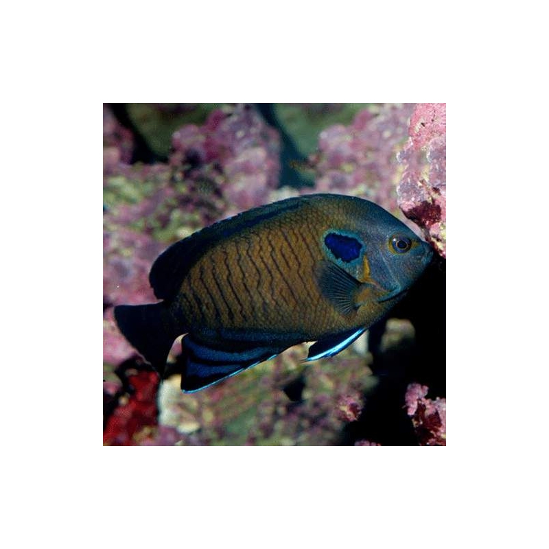 BLUE FIN ANGEL - CENTROPYGE MULTISPINIS