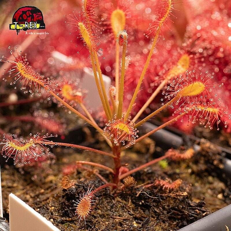 Compre a Planta Carnívora Drosera Affinis