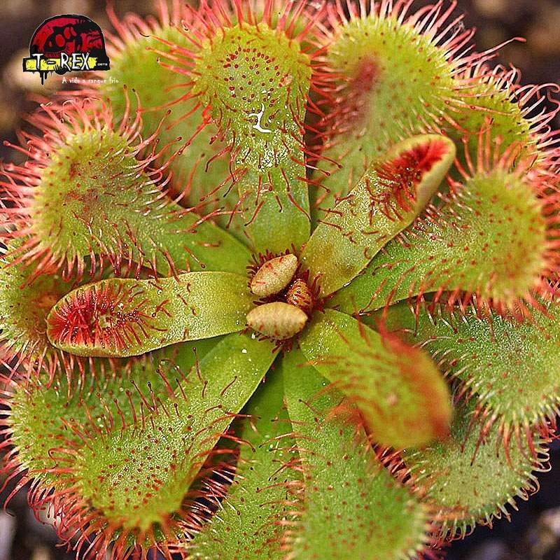 Leve para casa a Planta Carnívora Drosera slackii, uma joia rara!