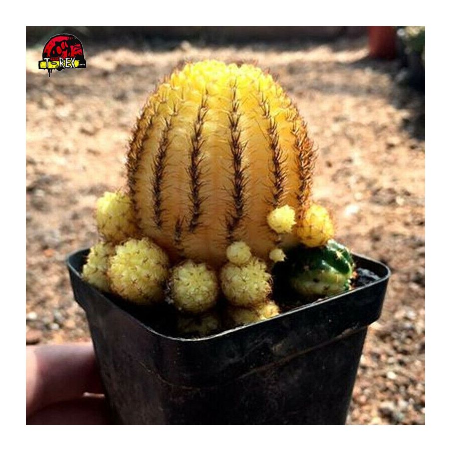 Comprar Cacto Amarelo