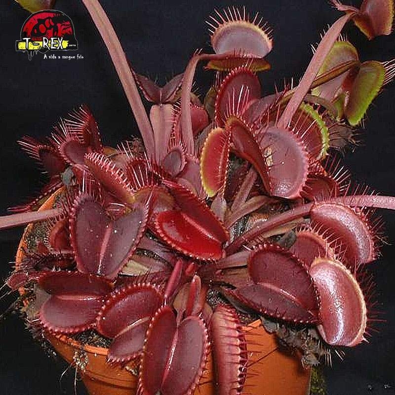 Planta Carnívora - Dionaea Muscipula Red Dragon: Características ...