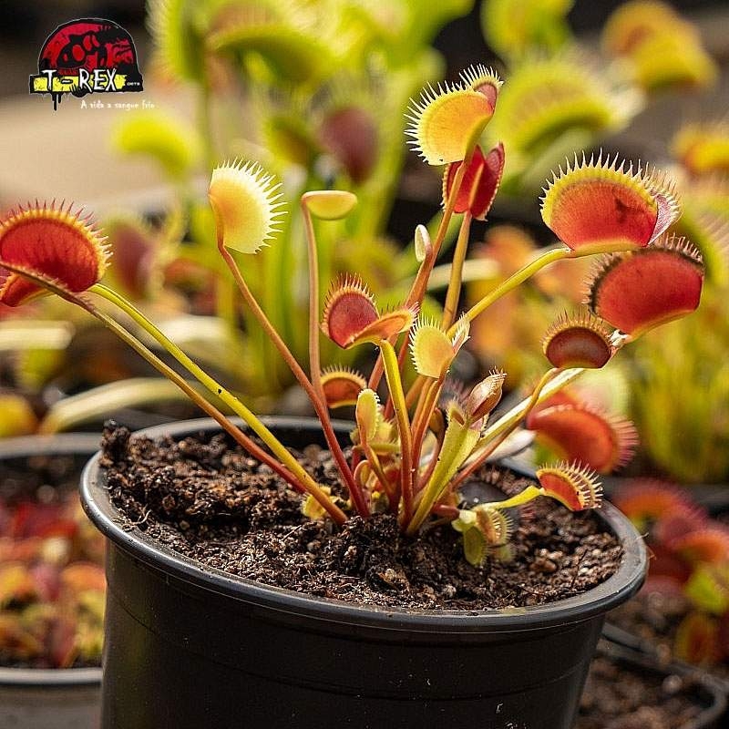 Venus Atrapamoscas Planta Carnívora Dionaea Muscipula | Planta Que Come ...
