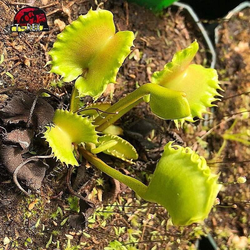 Compre agora a muda da planta carnívora Dionaea Muscipula Werewolf