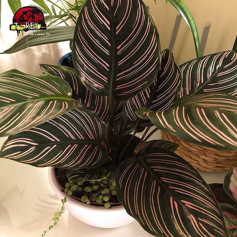 Planta Maranta Ornata