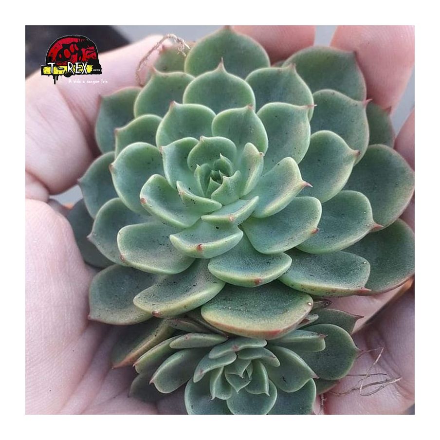 Taciveria Seven Star - Uma Planta Suculenta Exótica e Encantadora para ...