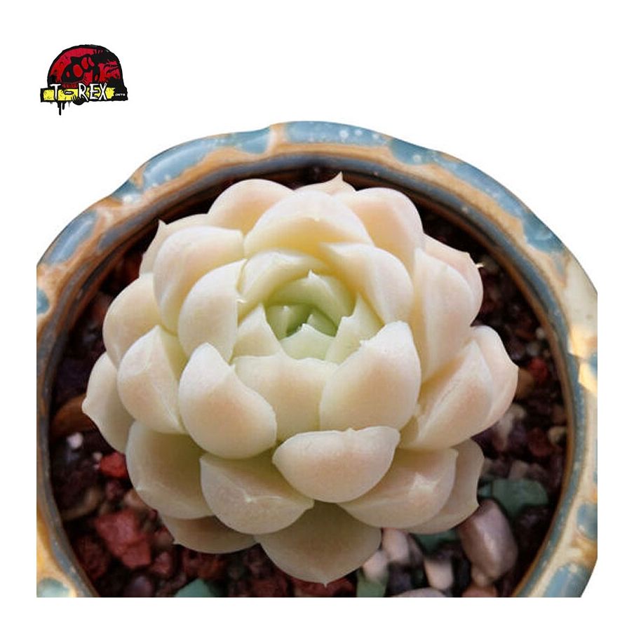 Muda de Planta Suculenta Importada