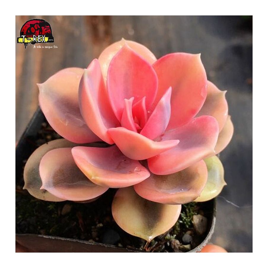 Compre Agora uma Muda de Planta Suculenta Rara - Adicione Exclusividade ...