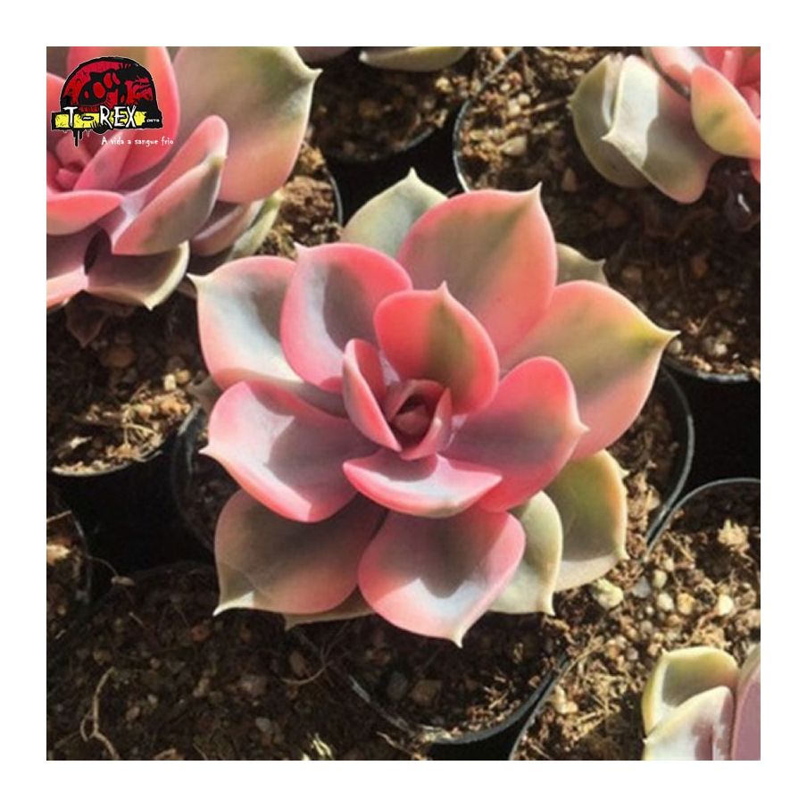 Compre Agora uma Muda de Planta Suculenta Rara - Adicione Exclusividade ...