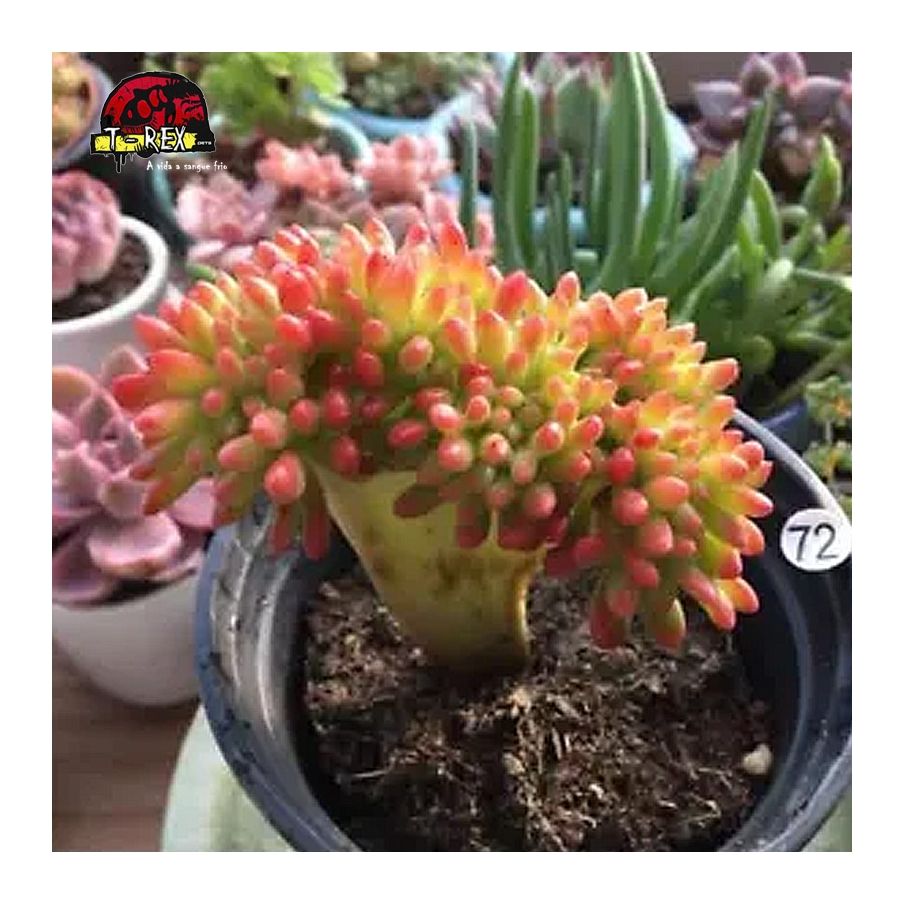 Muda de Suculenta Lemon - Toque Cítrico de Beleza e Frescor!