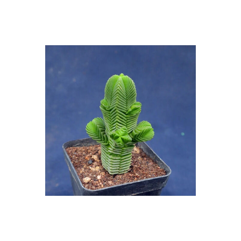 Suculenta Crassula Quadrangularis Crassulaceae - Compre Online Agora!