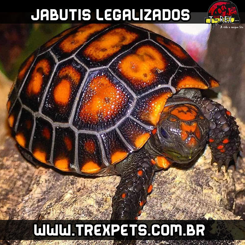 Venda de Jabuti Legalizado (Chelonoidis carbonaria)