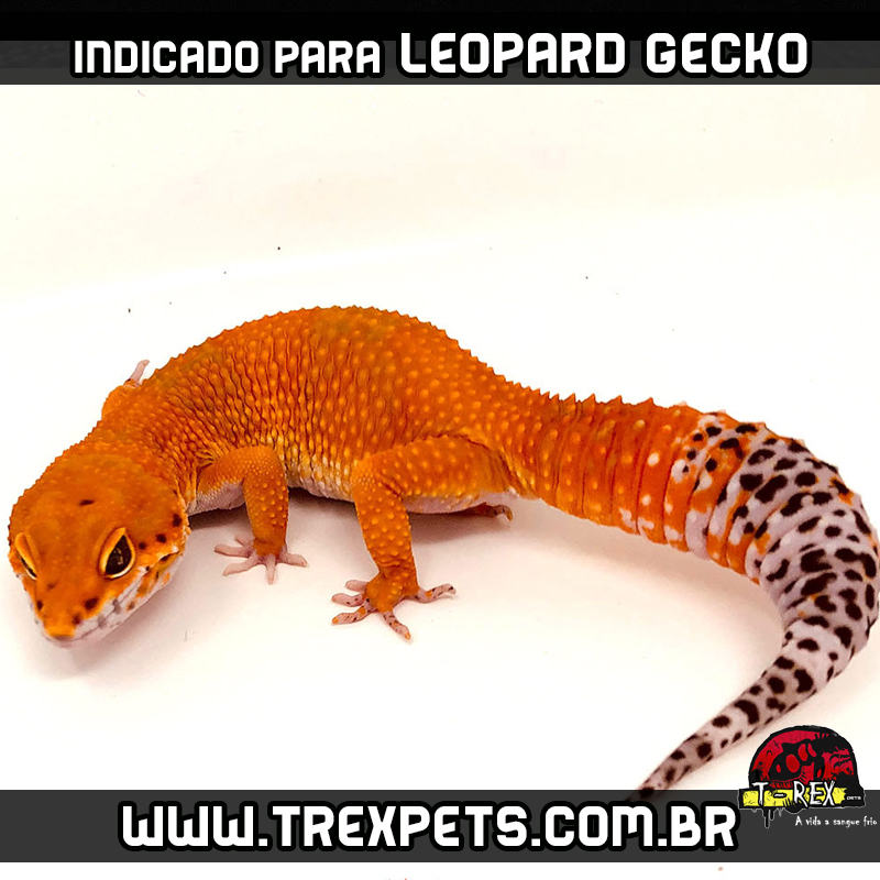 Toca Úmida para Gecko Cobra - Répteis