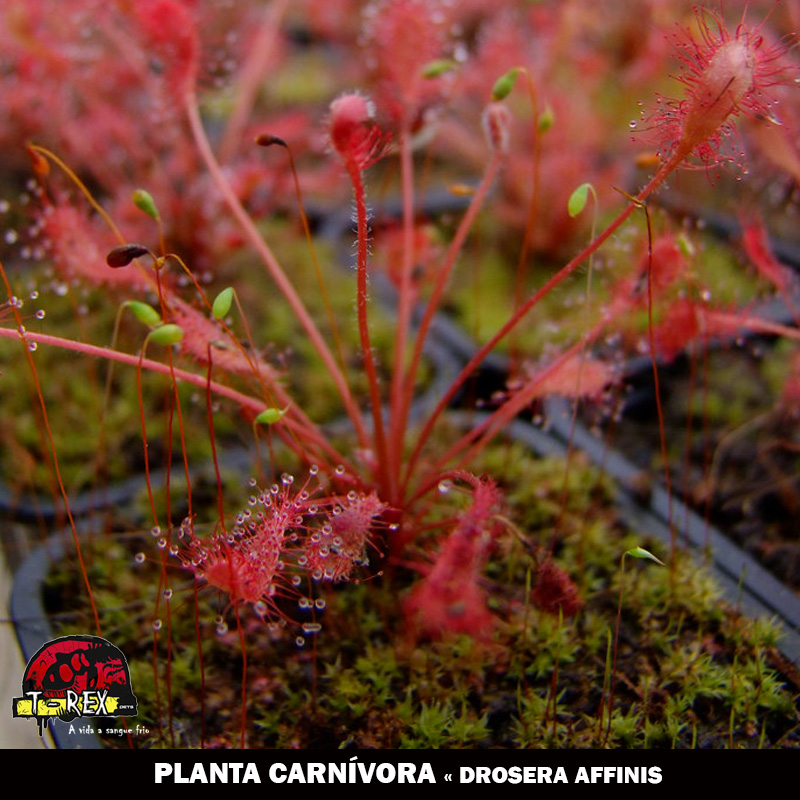 Planta Carnívora - Drosera Affinis